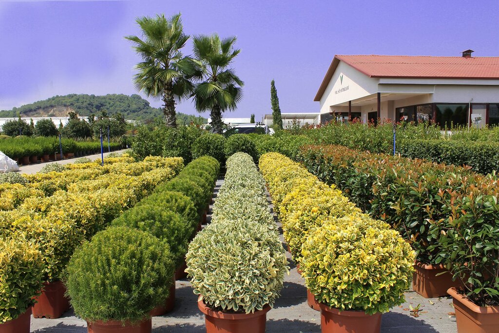 Fidan yetiştiriciliği Vrl Süs Bitkileri Sanayi Ve Ticaret Limited Şirketi, Yalova, foto