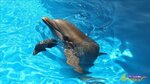 Kemer Dolphin park (Antalya, Kemer, Merkez Mah., Yalı Cad., 16), eğlence merkezleri  Kemer'den