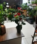 Naz Çiçekçilik (Hatay, Dörtyol, Numune Evler Mah., Mehmet Ocak Cad., 37), çiçekçiler  Dörtyol'dan