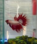 Cevad Akvaryum (Bursa, Osmangazi, Çırpan Mah., 3. İpek Sok., 2A), petshop  Bursa'dan