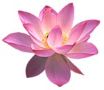 Nymphaeashop.ru (Molodyozhnaya ulitsa No:8, posyolok Opytnoy Stantsii VNIIK), çiçekçiler  Voronejskaya oblastından