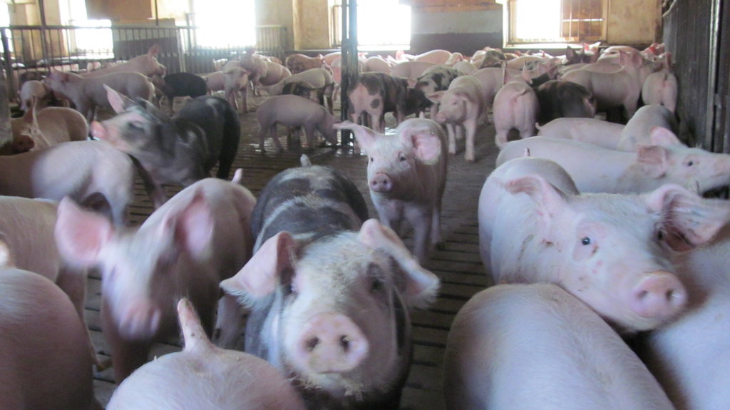 Market Эртле, Kalujskaya oblastı, foto