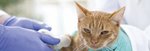 Clinica Veterinaria Gaudenzi (Via del Carso No:18, Pesaro), veteriner klinikleri  Pesaro'dan