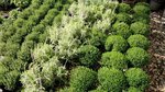 M B Garden (Via Aurelia Ovest No:295, Carrara), sera ve bahçe ürünleri  Carrara'dan