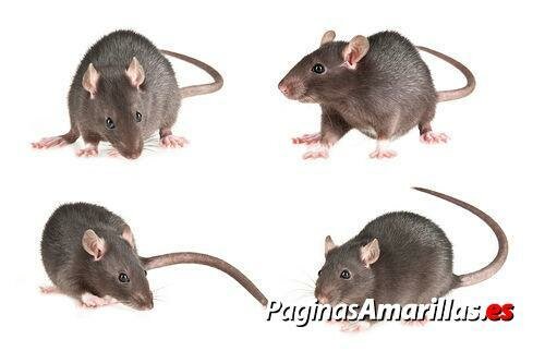 Kerestecilik A. C. Plagues Urbanes, Lleida, foto