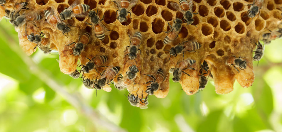 Haşere ilaçlama firmaları D-Tek Live Bee Removal, Vista, foto