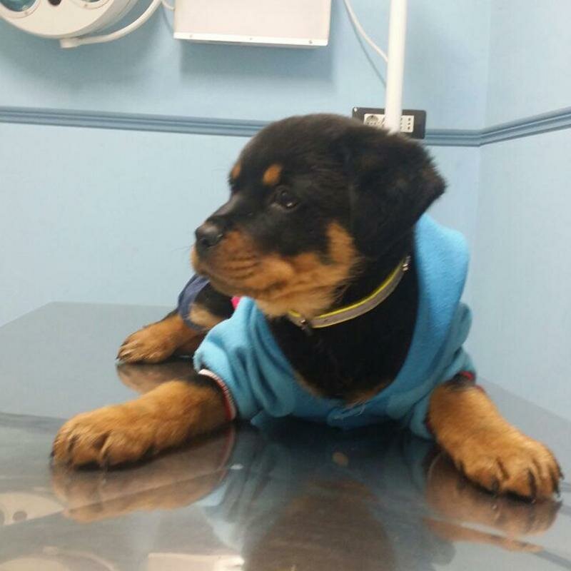 Veteriner klinikleri Ambulatorio Veterinario Cinzia Dott. ssa La Ferla, Sicilya, foto