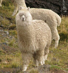 Ayni Bolivia - Fair Trade Alpaca & Handicrafts (Department of La Paz, Provincia Murillo, La Paz, Cotahuma, Sopocachi, Calle Miguel de Cervantes, 2725), giyim mağazası  Bolivya'dan