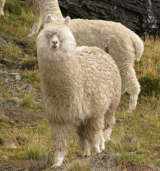 Giyim mağazası Ayni Bolivia - Fair Trade Alpaca & Handicrafts, La Paz, foto