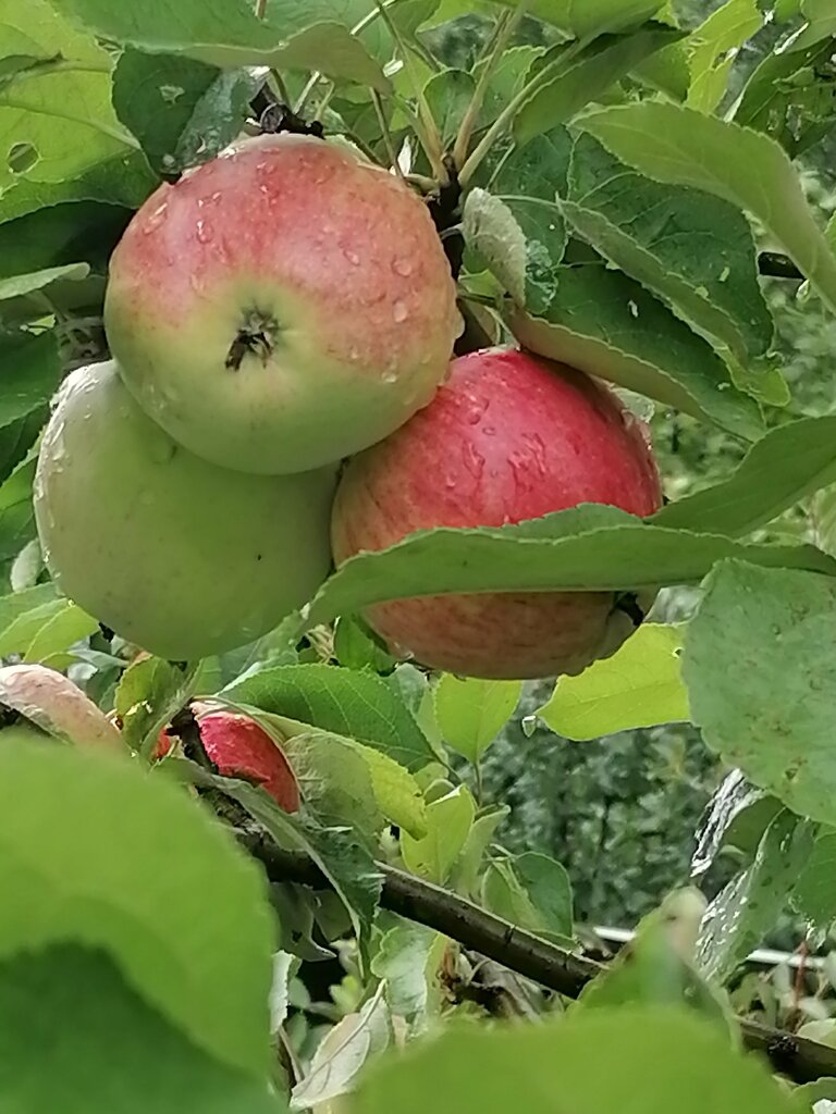 Bahçecilik dernekleri ve kuruluşları Snt Novosel, Riazanskaya oblastı, foto