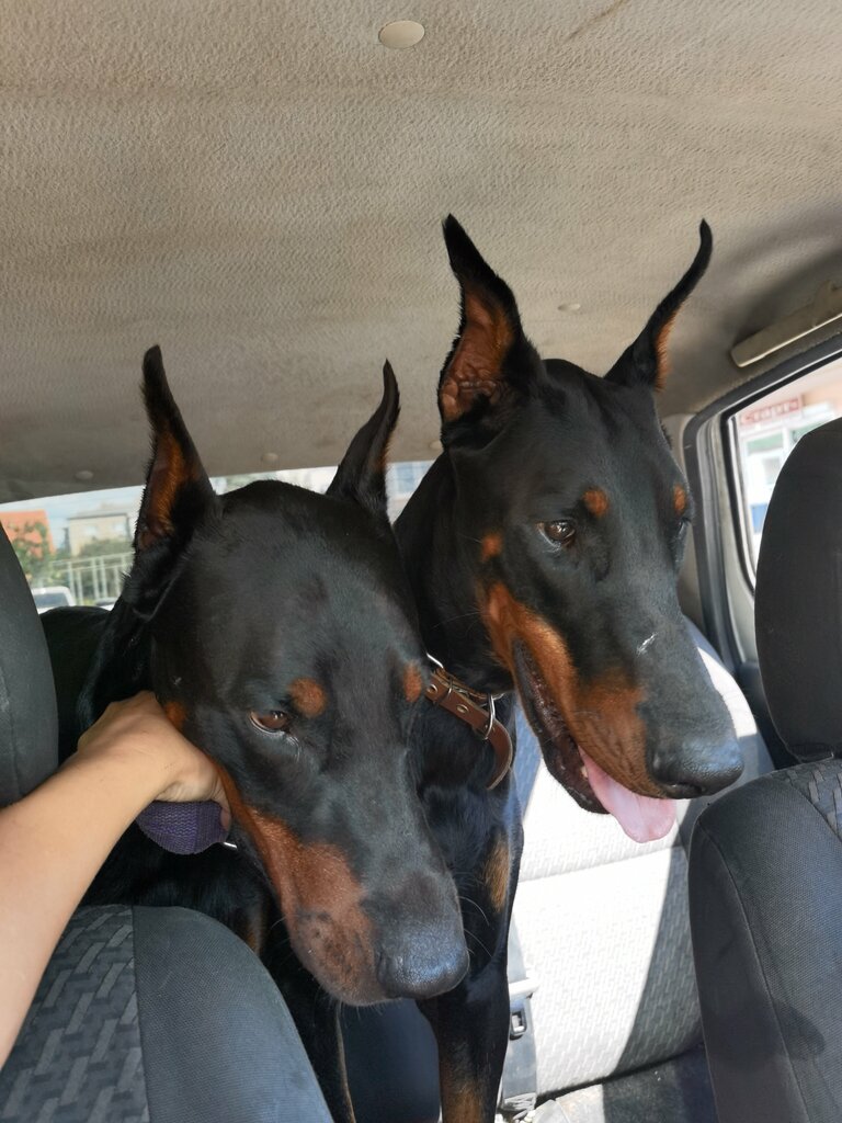Veteriner klinikleri Друг, Krasnodarski krayı, foto