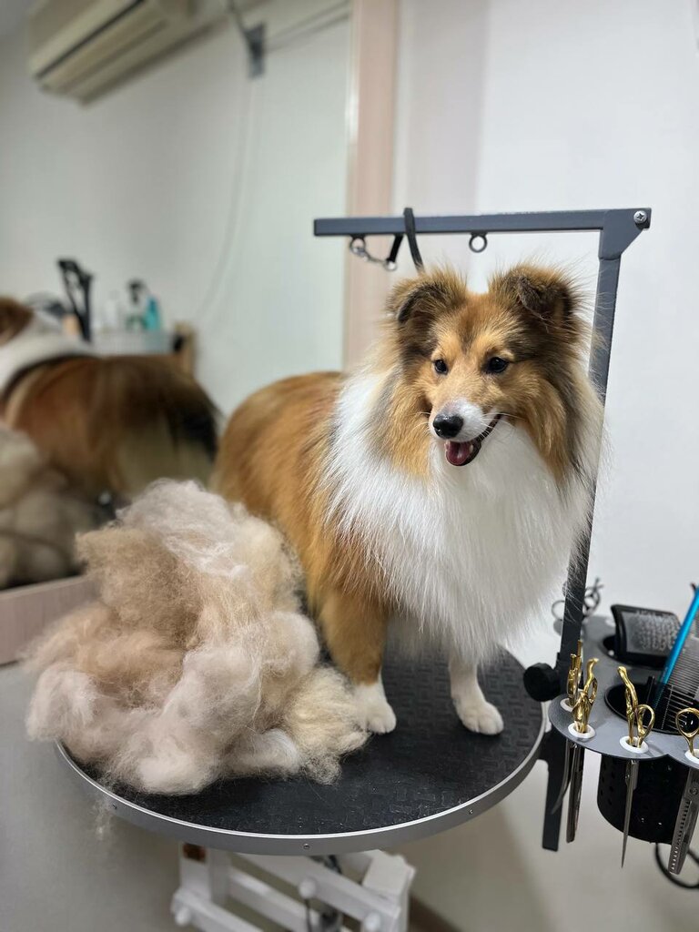 Evcil hayvan kuaförleri Груминг студия Федоровой Анны, Izhevsk, foto