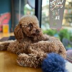 Vose Coffee Co. Bornova (İzmir, Bornova, Evka 3 Mah., 119/9 Sok., 5/3G), kahve dükkanları  İzmir'den