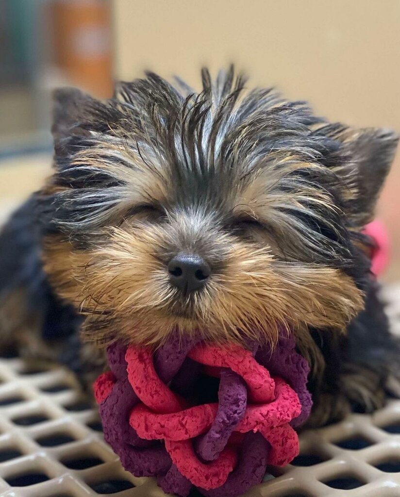 Petshop Petland Pet Shop, Antalya, foto