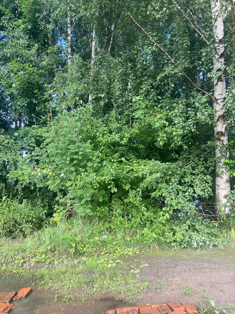 Kafe Лимон, Nijegorodskaya oblastı, foto