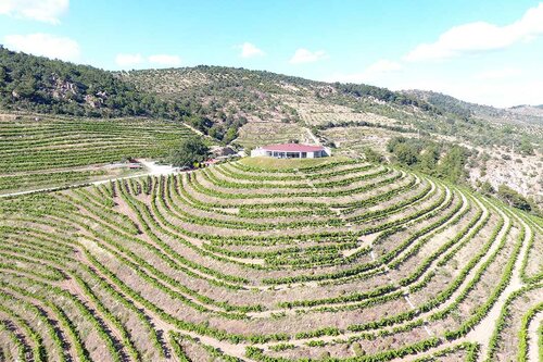 Restoran Ma'adra Vineyard, Gömeç, foto