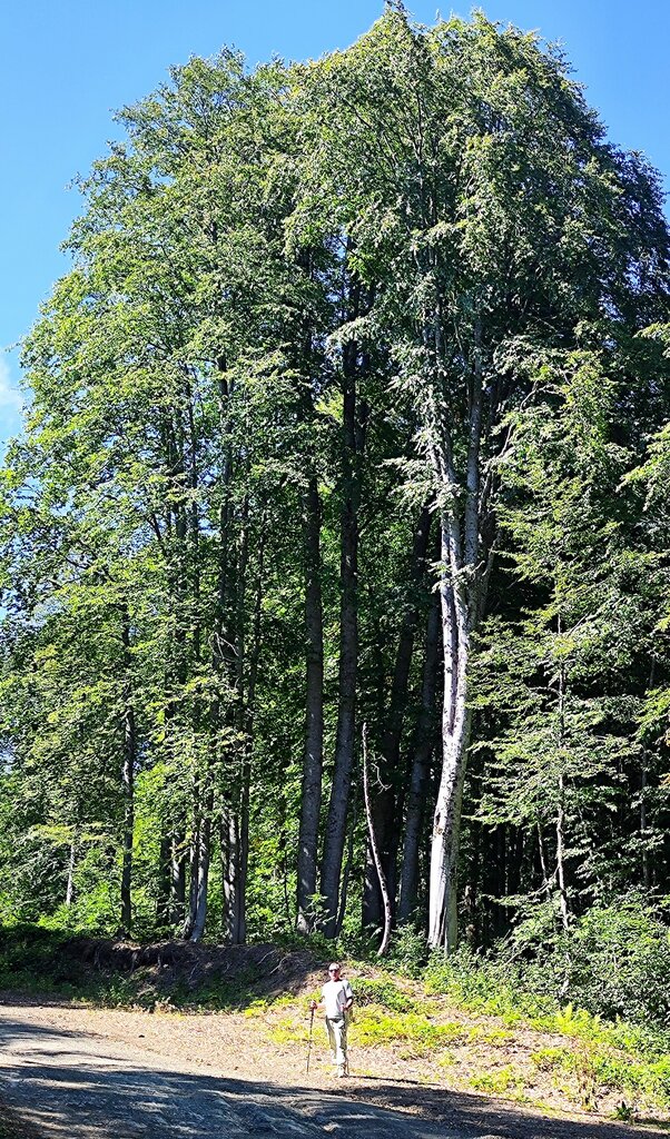 Dağ zirvesi Высота 1565 метров, Soçi, foto