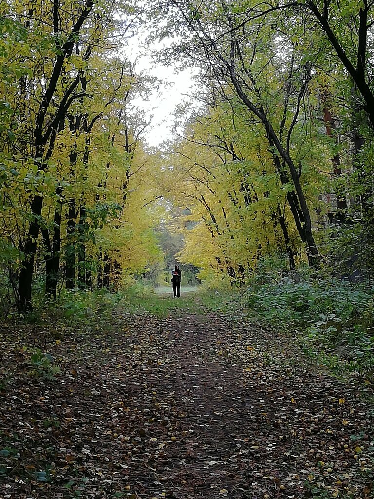 Kültür ve eğlence parkları парк Бийского техникума лесного хозяйства, Biysk, foto