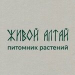 Живой Алтай (Republic of Altai, Mayminskiy rayon, R-256 Chuyskiy trakt, 466-y kilometr), fidan yetiştiriciliği  Altay Cumhuriyeti'nden