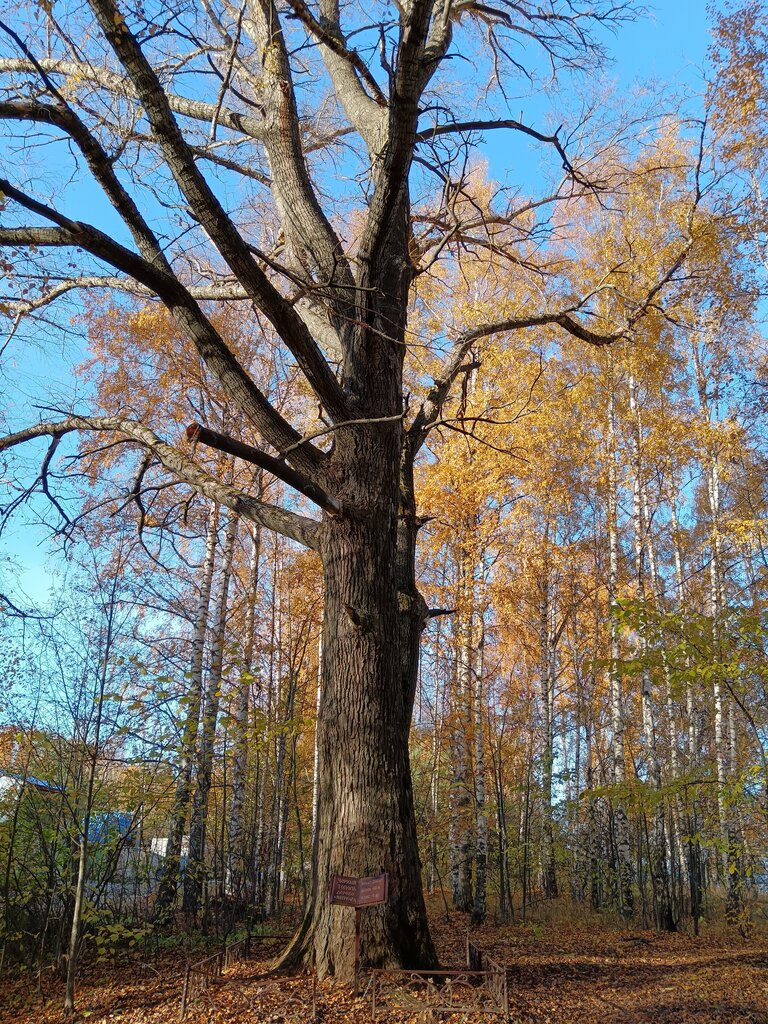 Doğa Чёрный тополь Патриарх, Yaroslavskaya oblastı, foto