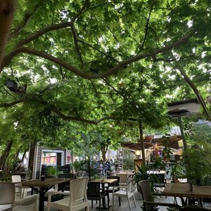 Serpil Park Aile Çay Bahçesi (Muğla, Menteşe, Emirbeyazıt Mah., Recai Güreli Cad., 30), kafe  Menteşe'den