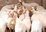 Salur Adaklık Kurbanlık (Karakurt Mh., 9003 Sk., No:17, Merkezefendi, Denizli), evcil hayvan yetiştiricileri  Denizli'den