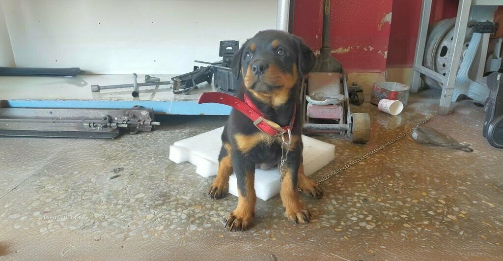 Otomobil servisi Oto Kaporta Boya, Giresun, foto