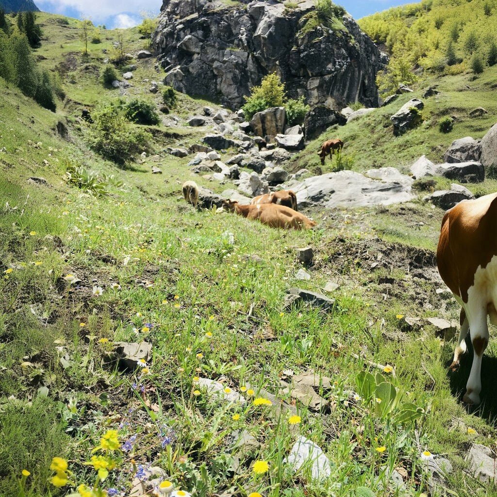 Muhtarlıklar Dikmesöğüt Köyü Muhtarlığı, Kadışehri, foto