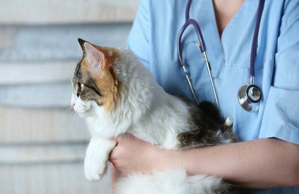 Veteriner klinikleri Lechim hvostiki, Moskova, foto