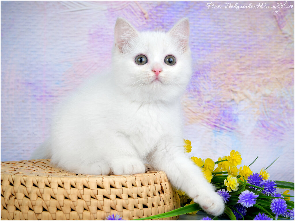 Evcil hayvan yetiştiricileri Cattery of Scottish cats Kotik Leksus, Gelencik, foto