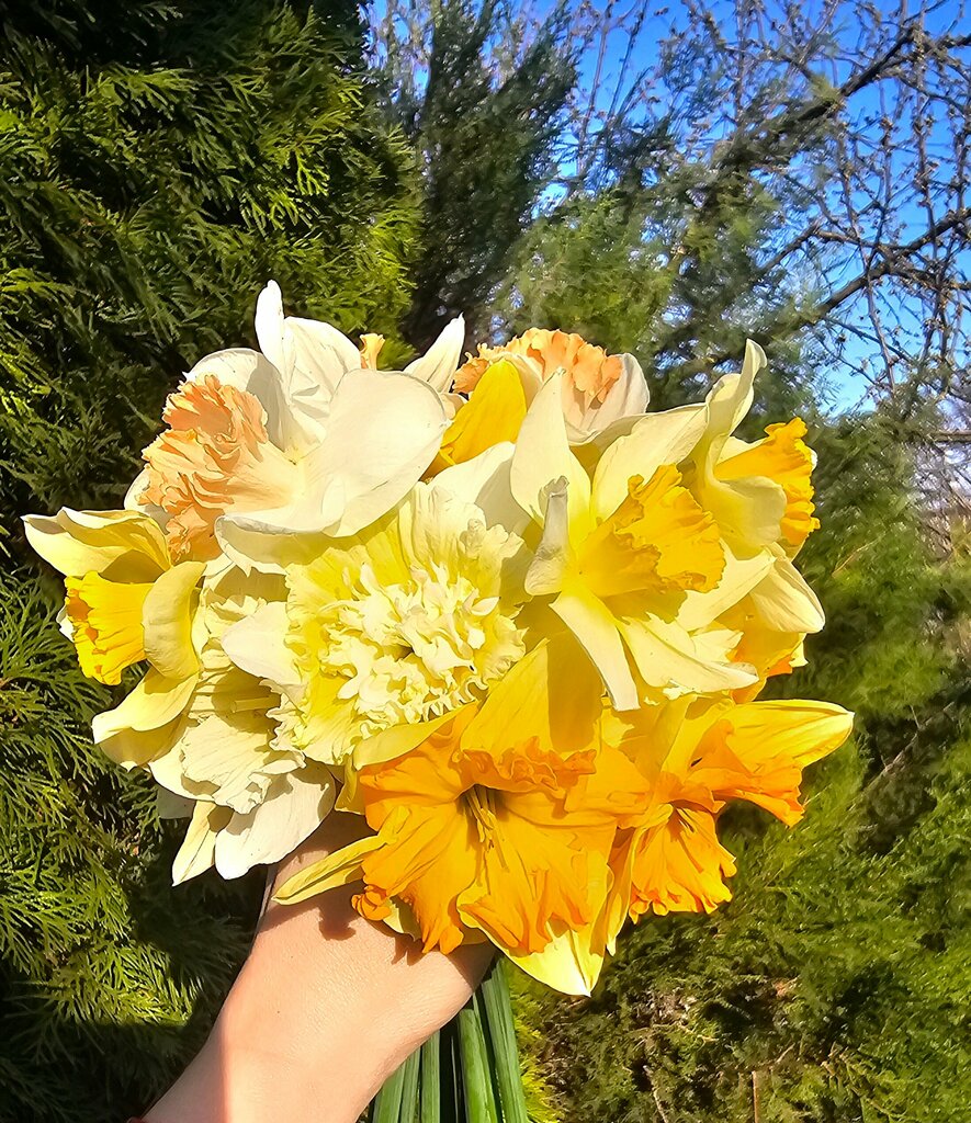 Çiçekçiler Цветы, Rostovskaya oblastı, foto