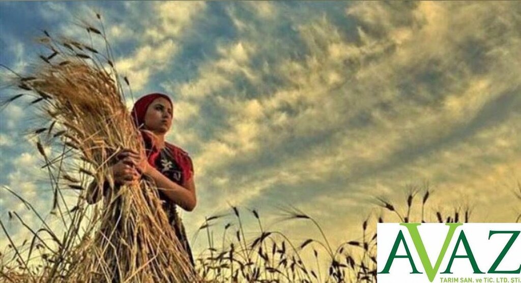 Tarım firmaları Avaz Tarım, Konya, foto