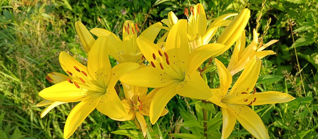 Fidan yetiştiriciliği MatildaFlowers, Novosibirsk, foto