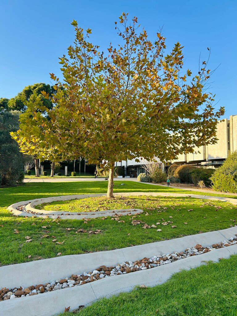 Üniversiteler University Haifa-Shaar Carmel, Hayfa, foto