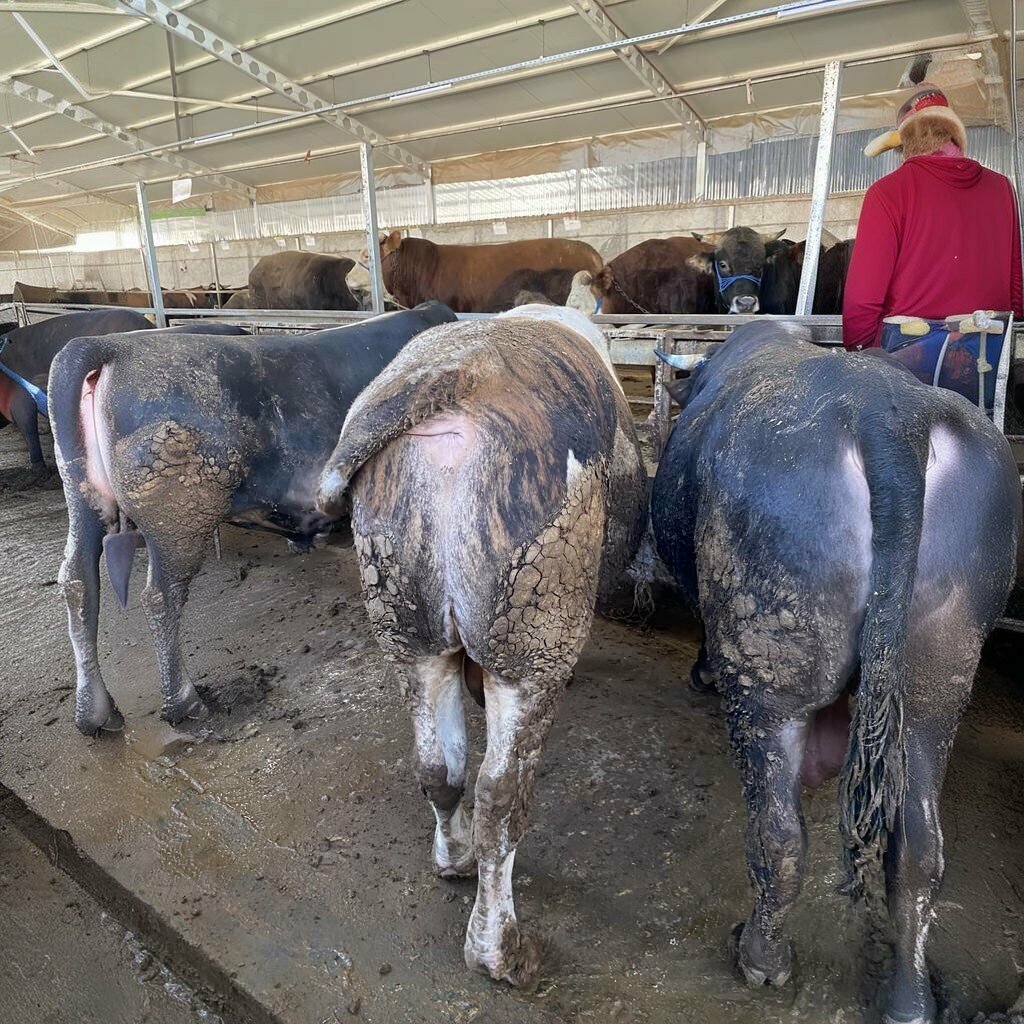 Hayvancılık Özsayımlar Besi Çifliği, Gebze, foto