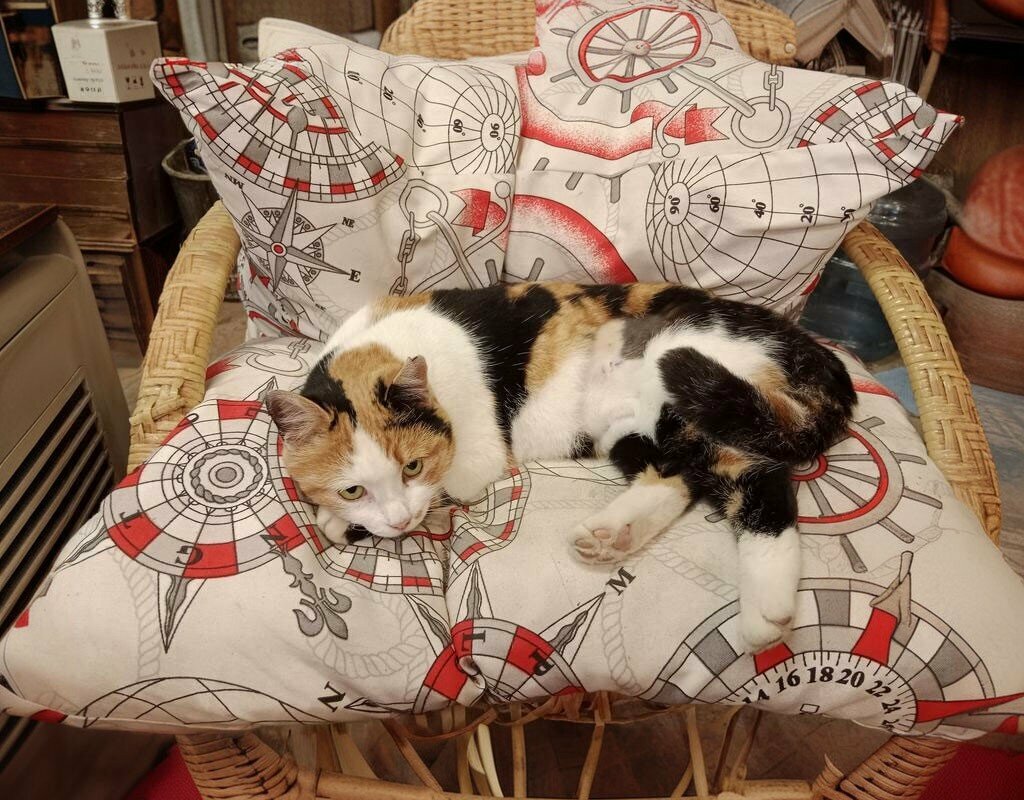 Veteriner klinikleri Badem Veteriner Kliniği, Döşemealtı, foto