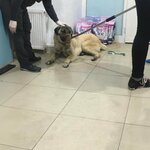 Yaman Veteriner Kliniği (Kırşehir, Kırşehir Merkez, Ahievran Mah., 744. Sok., 4), veteriner klinikleri  Kırşehir'den