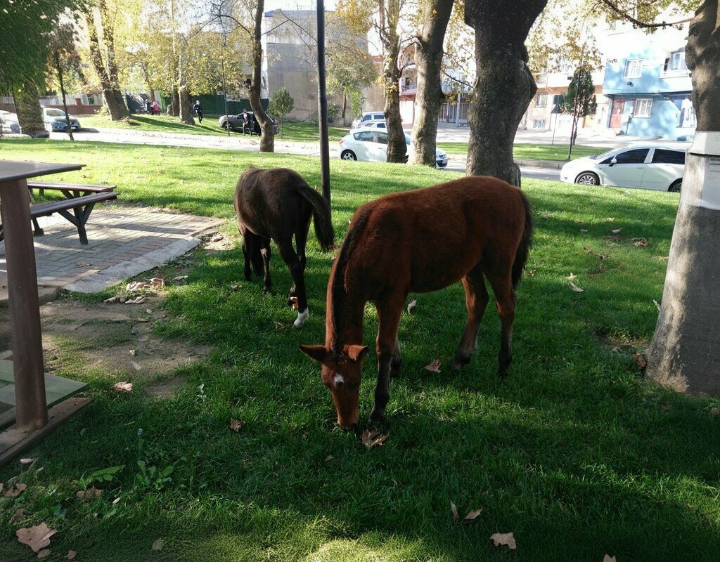 Kültür ve eğlence parkları Parklar ve ormanlar, Bursa, foto