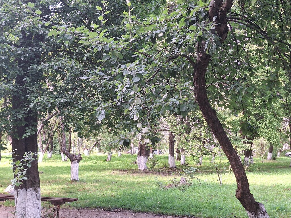 Kültür ve eğlence parkları сквер Яблоневый сад, Pokrov, foto