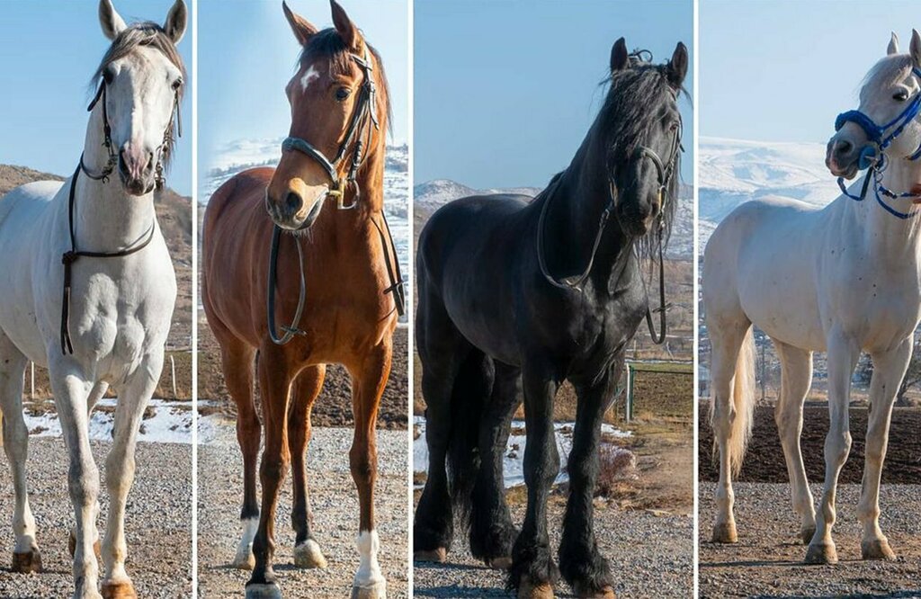 At ve binicilik kulüpleri Burak At Binicilik Merkezi, Talas, foto