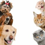 Зоотовары (Ogorodnaya ulitsa No:225В), petshop  Saratov'dan