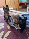 Pati Mama (Isparta, Isparta Merkez, Hızırbey Mah., 1527. Sok., 15), petshop  Isparta'dan