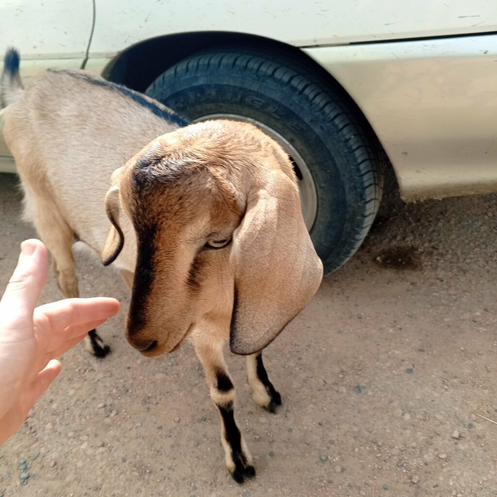 Kantin, yemekhane Столовая, Buriatya, foto