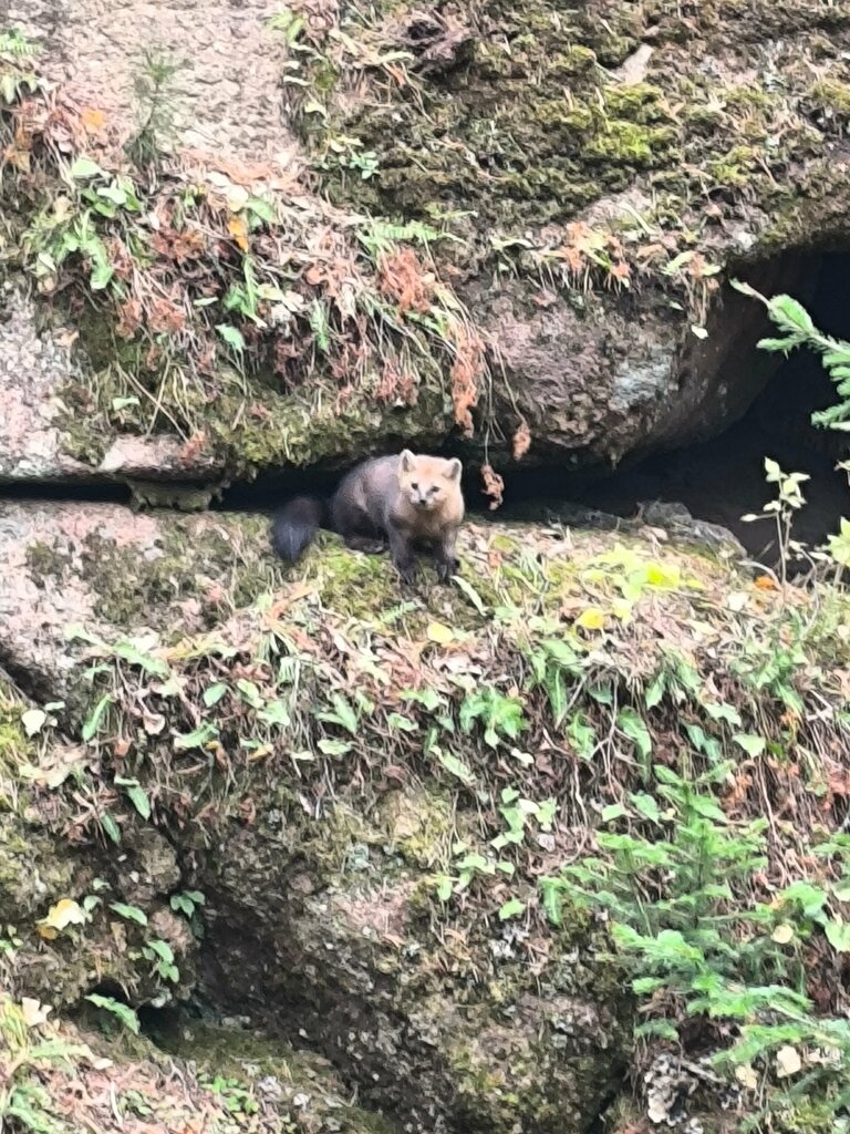 Dağ zirvesi Скала Ферма, Krasnoyarski krayı, foto