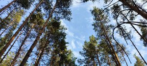 природный парк Репнинский лес (gorodskoy okrug Voronezh, Zheleznodorozhniy District, prirodny park Repninskiy les), doğa koruma alanı  Voronej'den