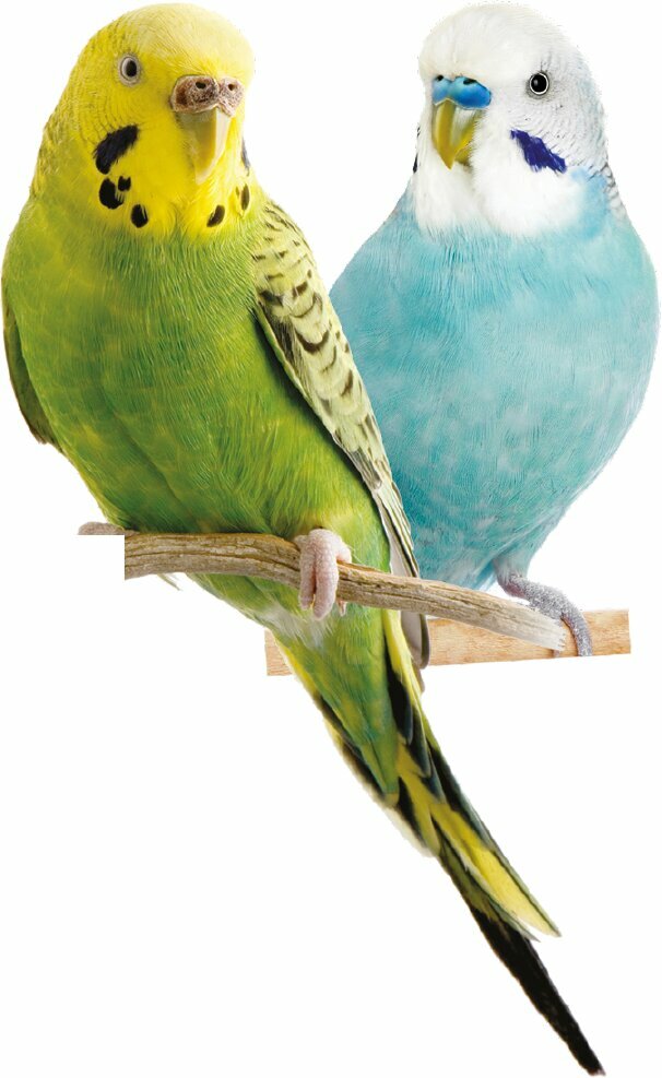 Petshop Mavi Yesil Yem, İstanbul, foto
