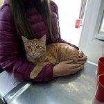 Pati Veteriner Kliniğı (Erzurum, Palandöken, Hüseyin Avni Ulaş Mah., Aladağ Sok.), veteriner klinikleri  Erzurum'dan