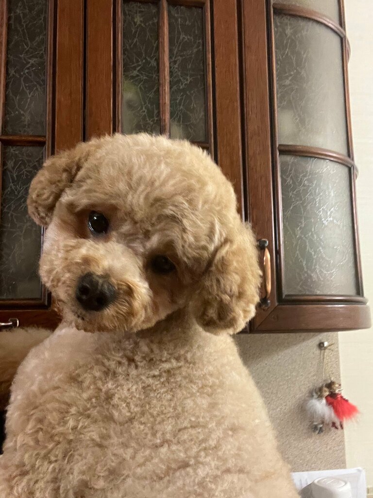 Evcil hayvan kuaförleri Клео, Uhta, foto