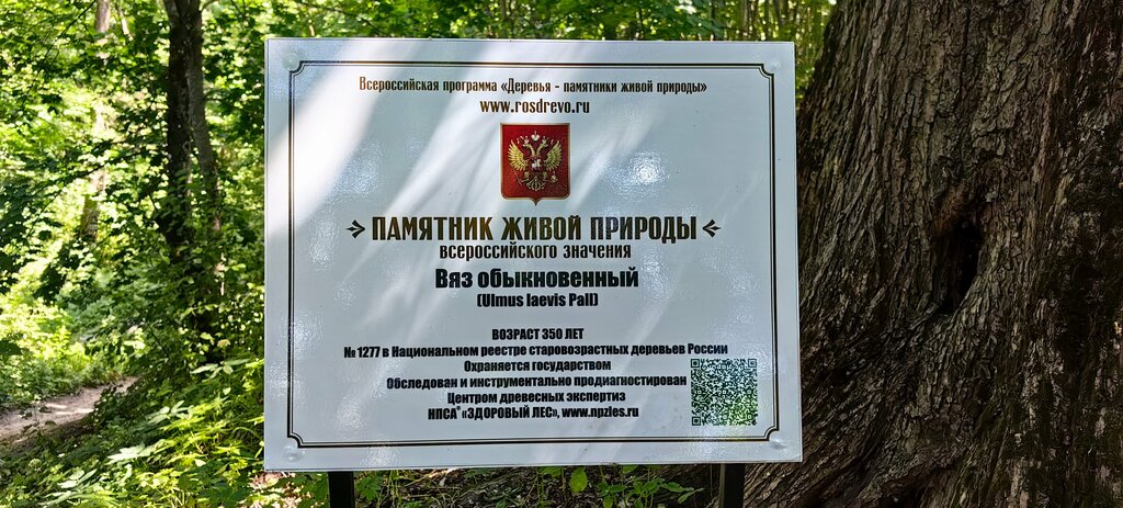 Doğa Трёхсотпятидесятилетний вяз, Smolenskaya oblastı, foto