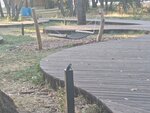 Гамак (Voronezh Region, Novovoronezh, Сity park Novopark), tatil altyapısı  Novovoronej'den